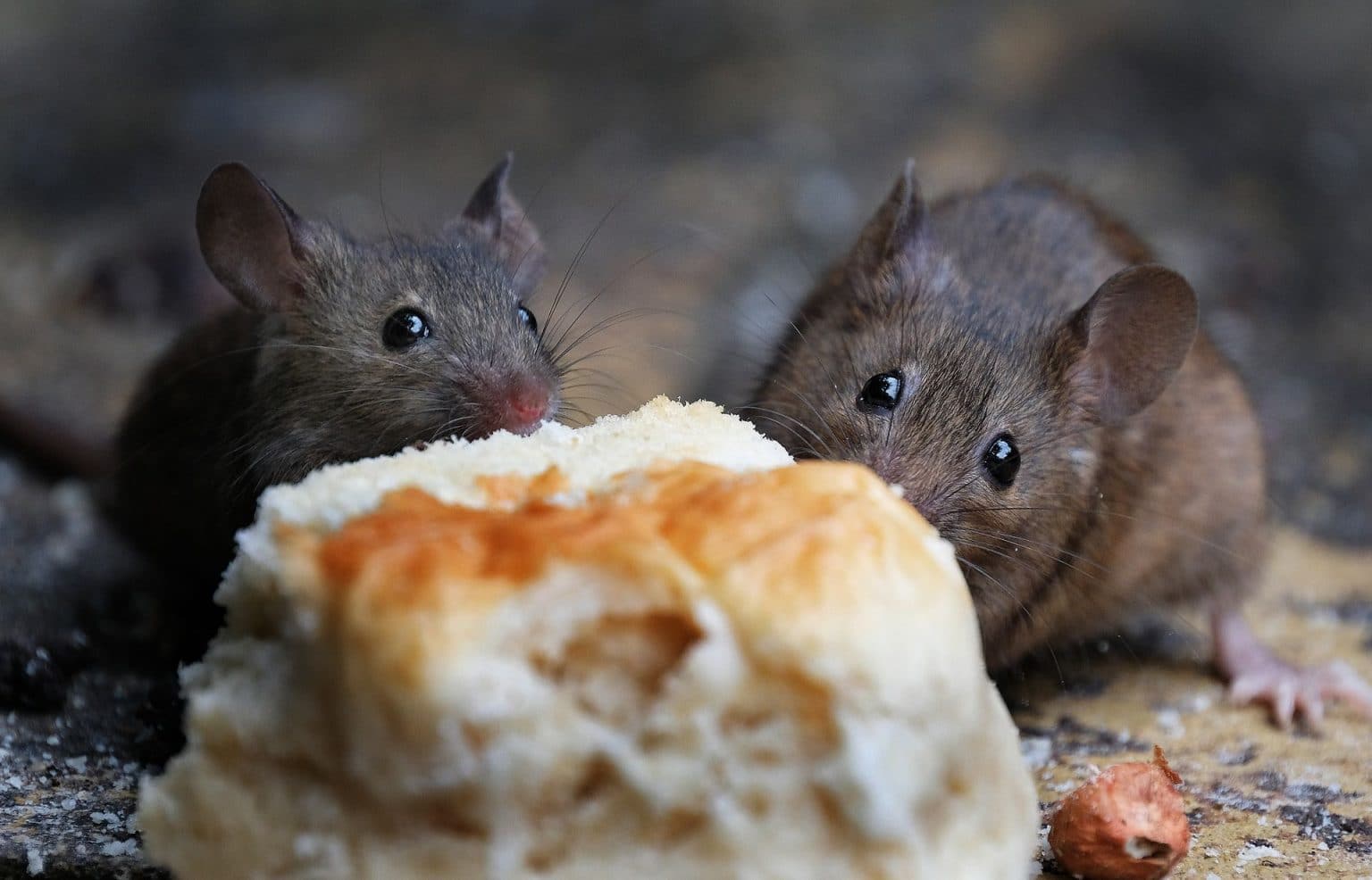 Rodent Control - Tennals Pest